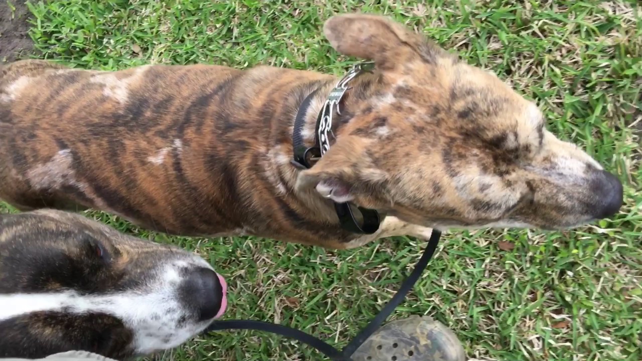 Toby and Tucker first structured walk together | Dog Training 2017 ...