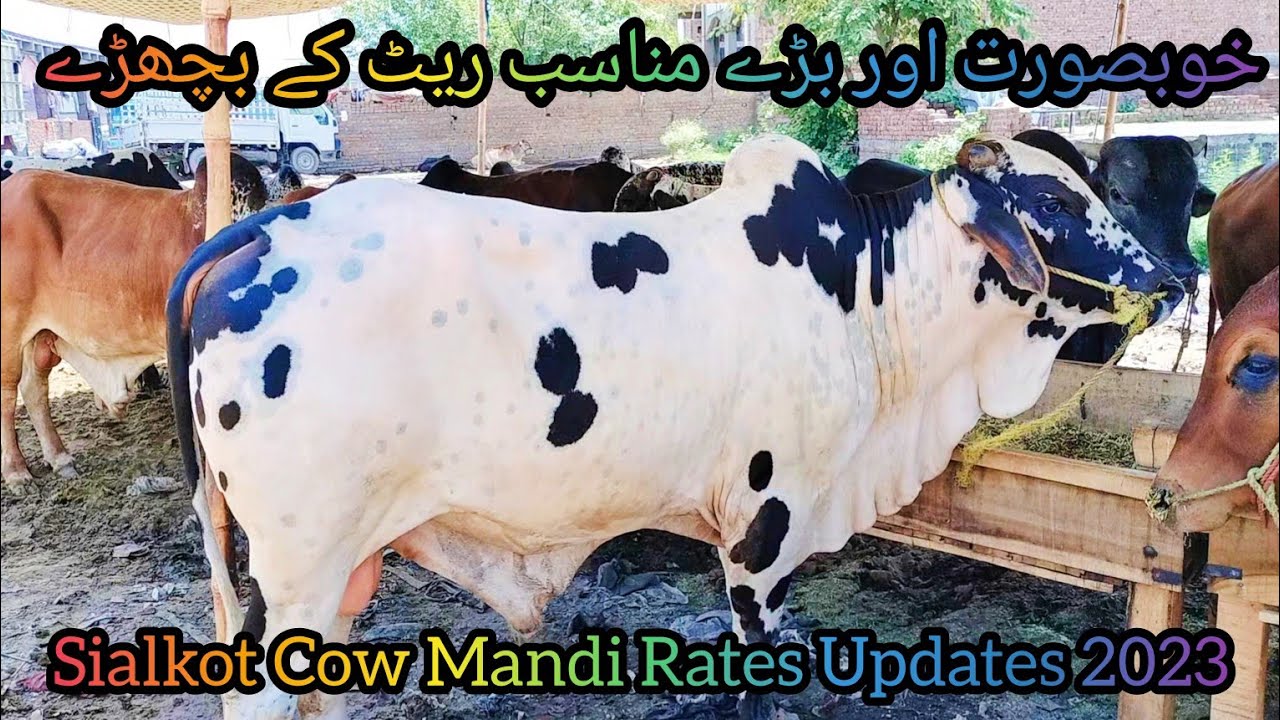 Sialkot Cow Mandi Rates Updates 2023 | Cow Mandi Latest Updates 2023 ...