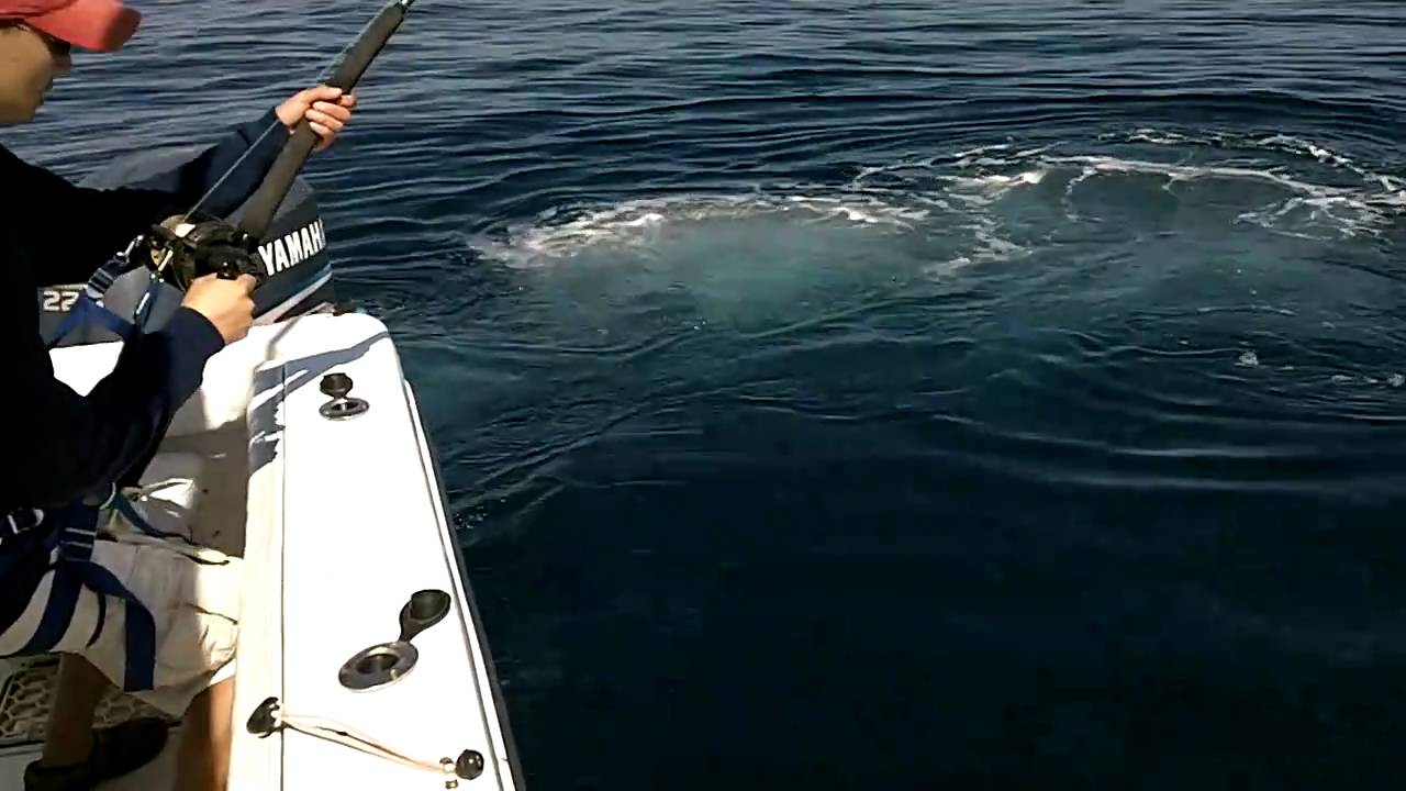 170lb. tuna_097 - YouTube