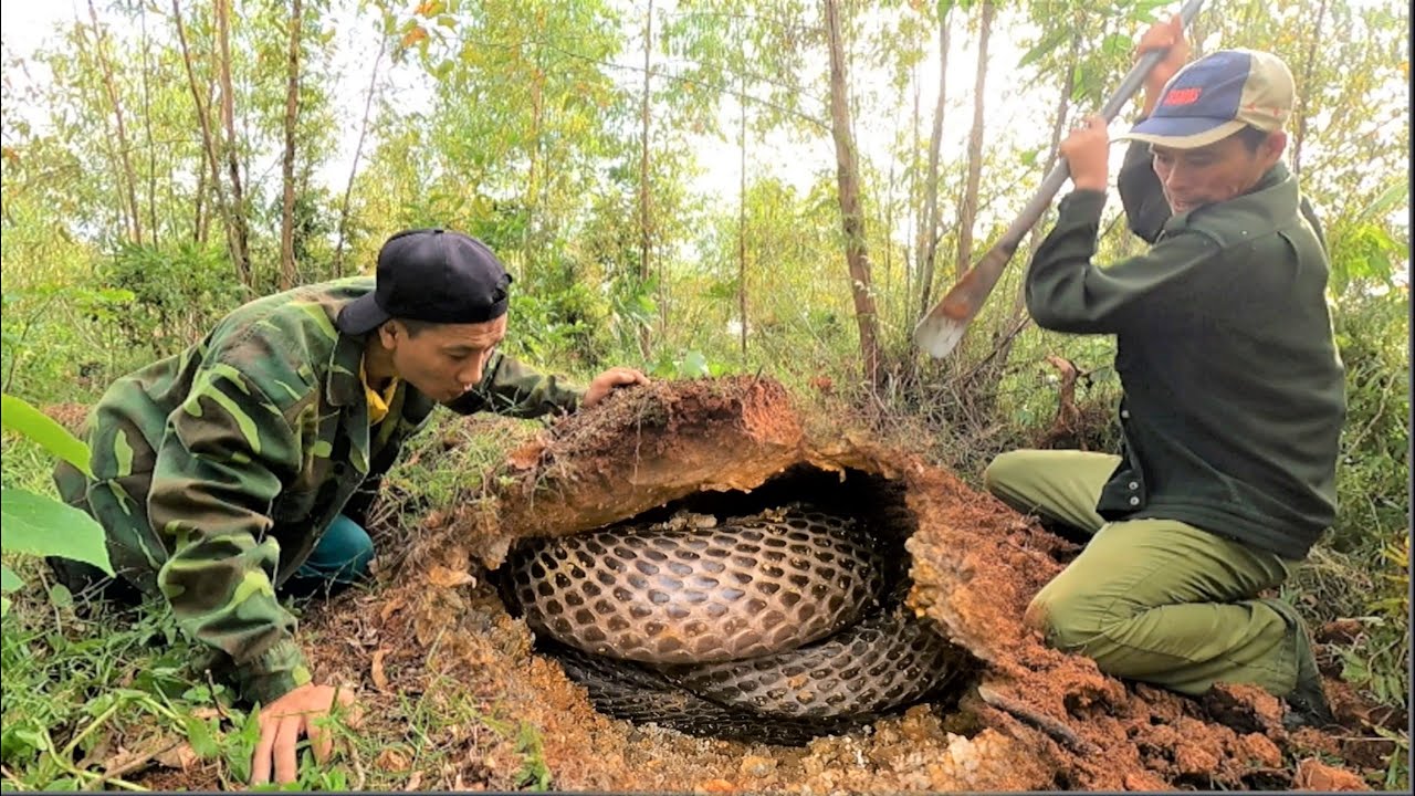 was horrified to discover four giant king cobras curled up in a ...