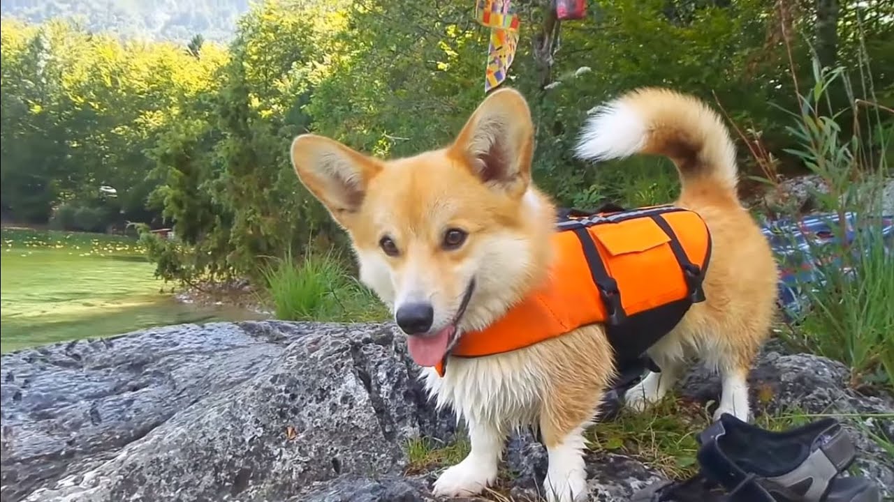 Welsh corgi learning how to swim at Bohinj lake - YouTube