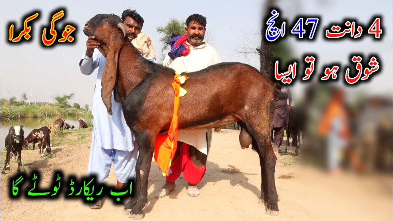 Most Biggest Giant Buck In 4 Teeth | Jogi Buck Of Mqsood Bhai - YouTube