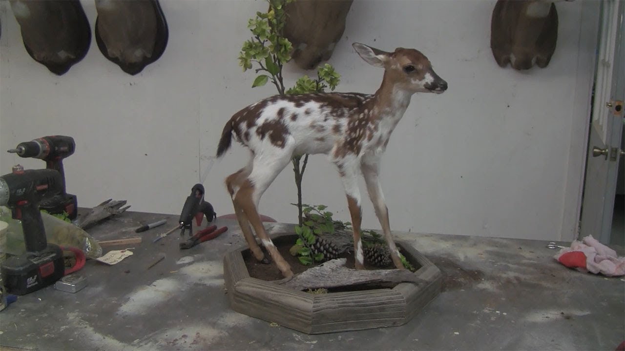 Season 2, Webisode 5 - How to Mount a Full Size Fawn - Part 3 - YouTube