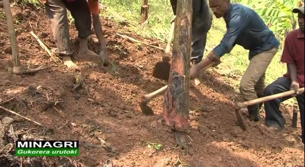 KUVUGURURA NO GUKORERA URUTOKI Ubuhinzi mu Rwanda-Rwanda agriculture ...