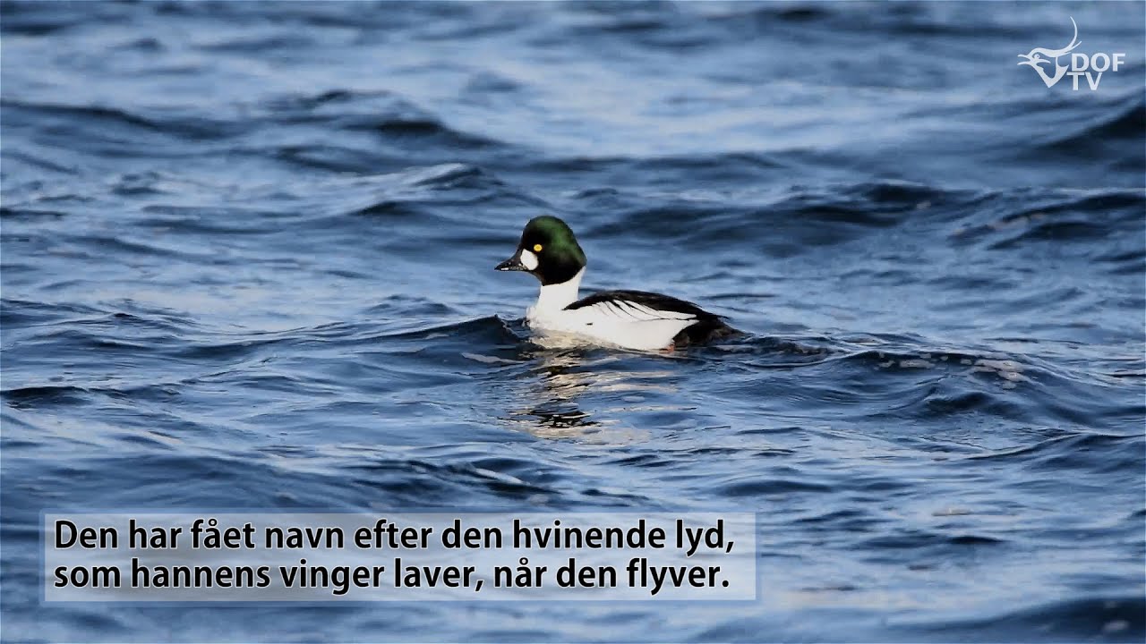 Hvinand - den smukke vintergæst fra nord - Danmarks fugle - YouTube