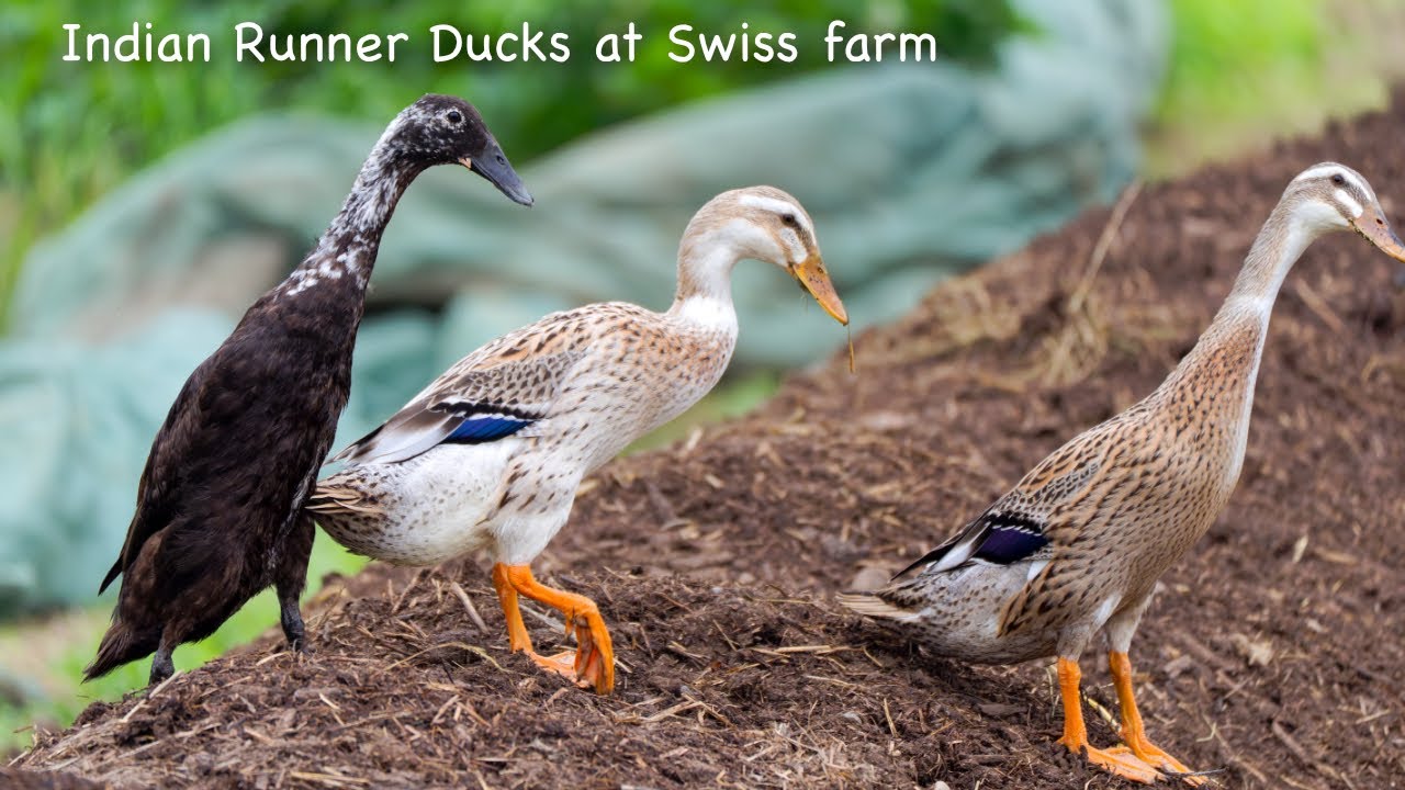 Zurich city farm Indian Runner ducks at Swiss farm on meadow. - YouTube