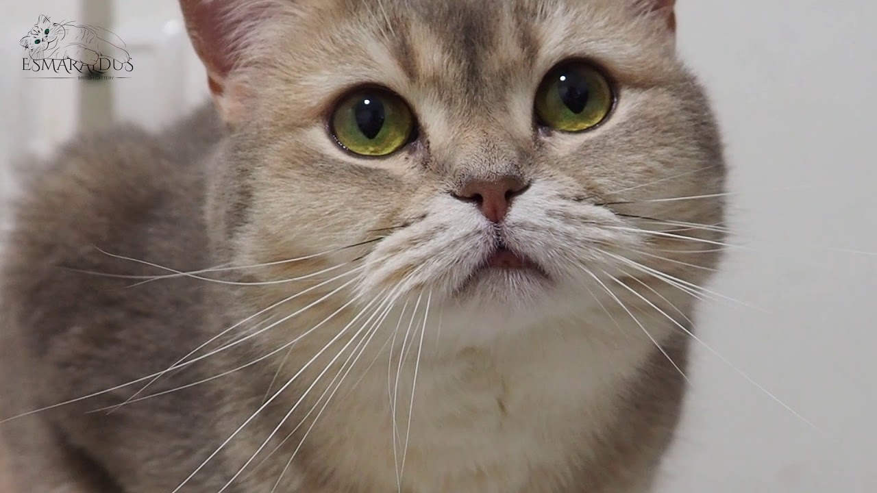 Adorable Blue Golden British Cat Beauty With Green Eyes - YouTube