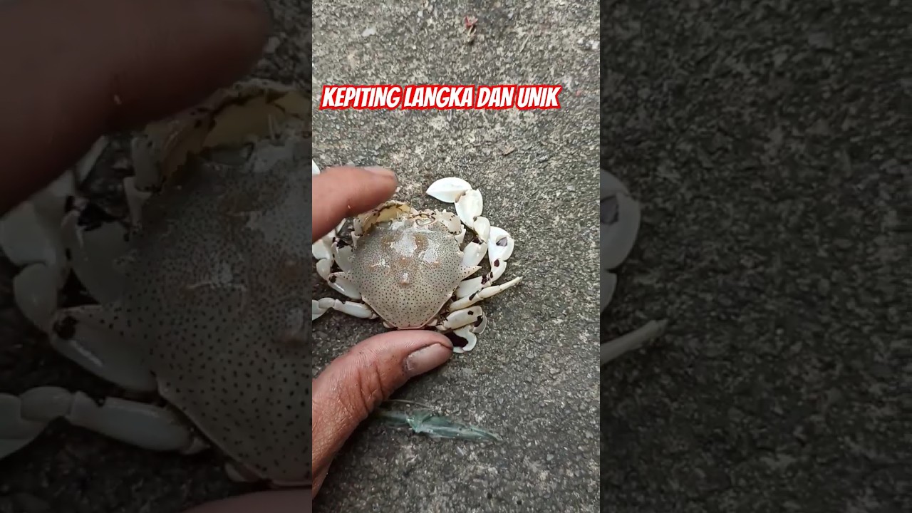 kepiting bulan (moon crab) berbentuk aneh #shortvideo #crabs #shorts # ...