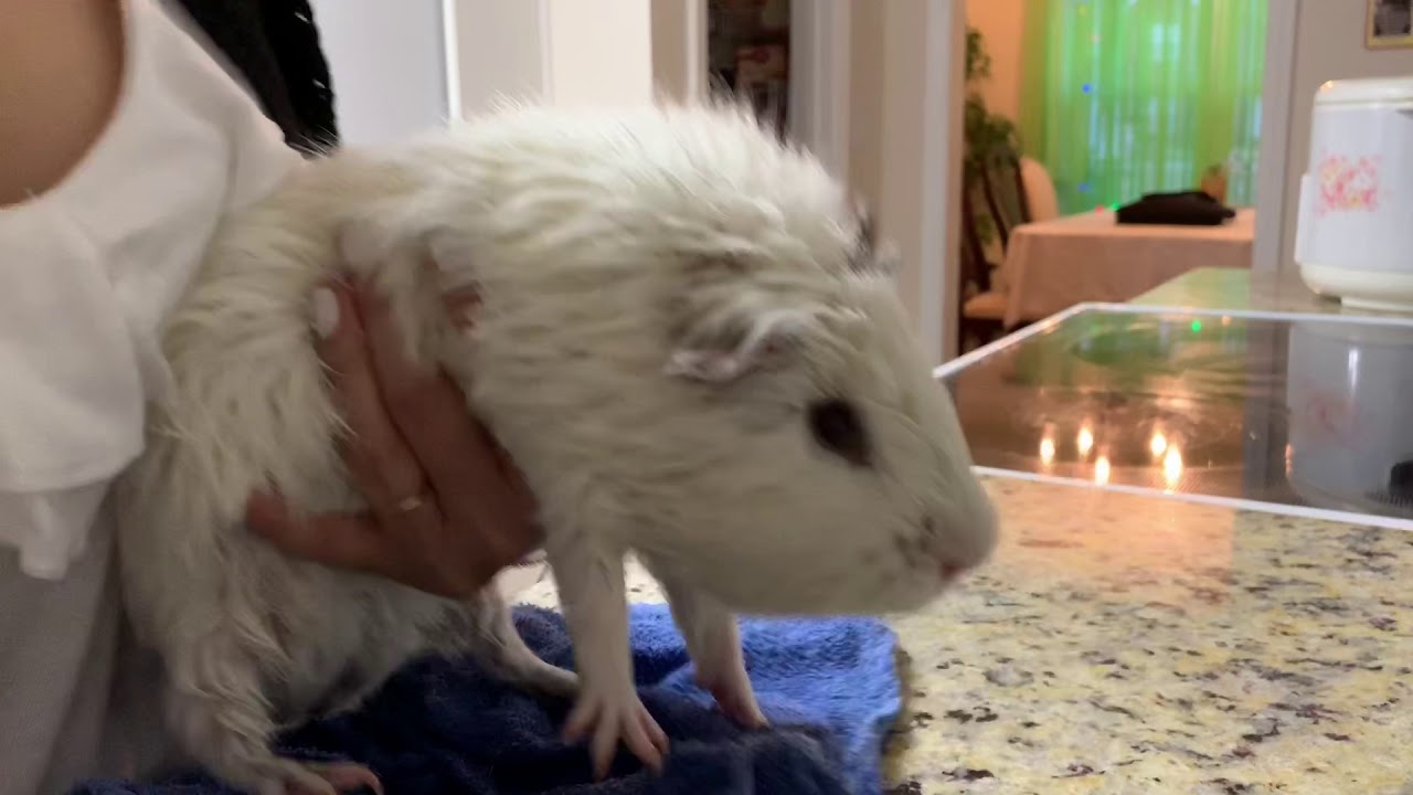 Guine pig bathing(tắm chuột bọ) - YouTube