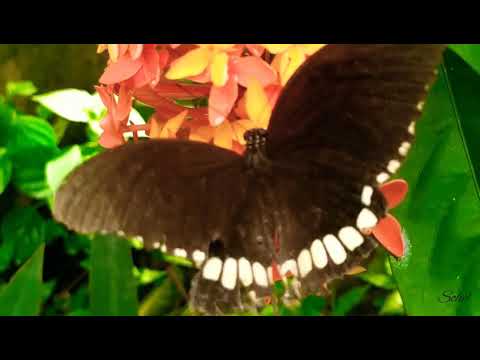 প্রজাপতি প্রজাপতি কোথায় পেলে ভাই (Projapoti projapoti kothai pele vai ...