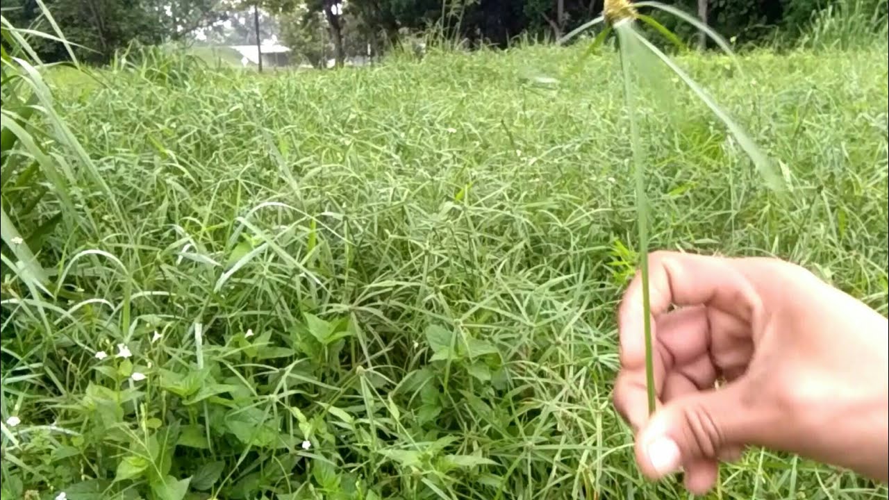 POTONG RUMPUT DI KAWASAN RUMPUT HELIKOPTER - YouTube