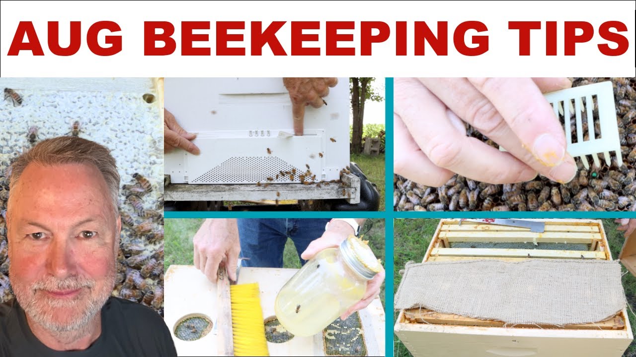 Beekeeping TIPS For The Month of August-You Can Do It! - YouTube