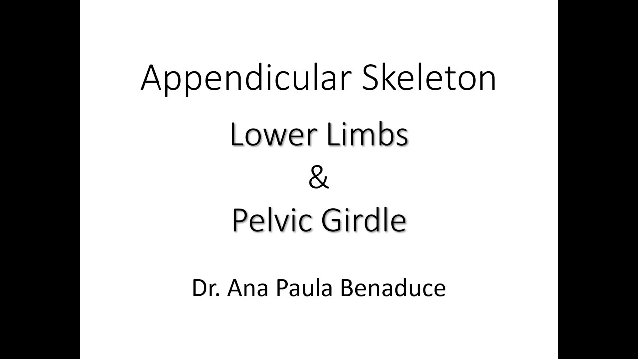 Dr. Benaduce: Lower Appendicular Skeleton - Complete Lecture - YouTube
