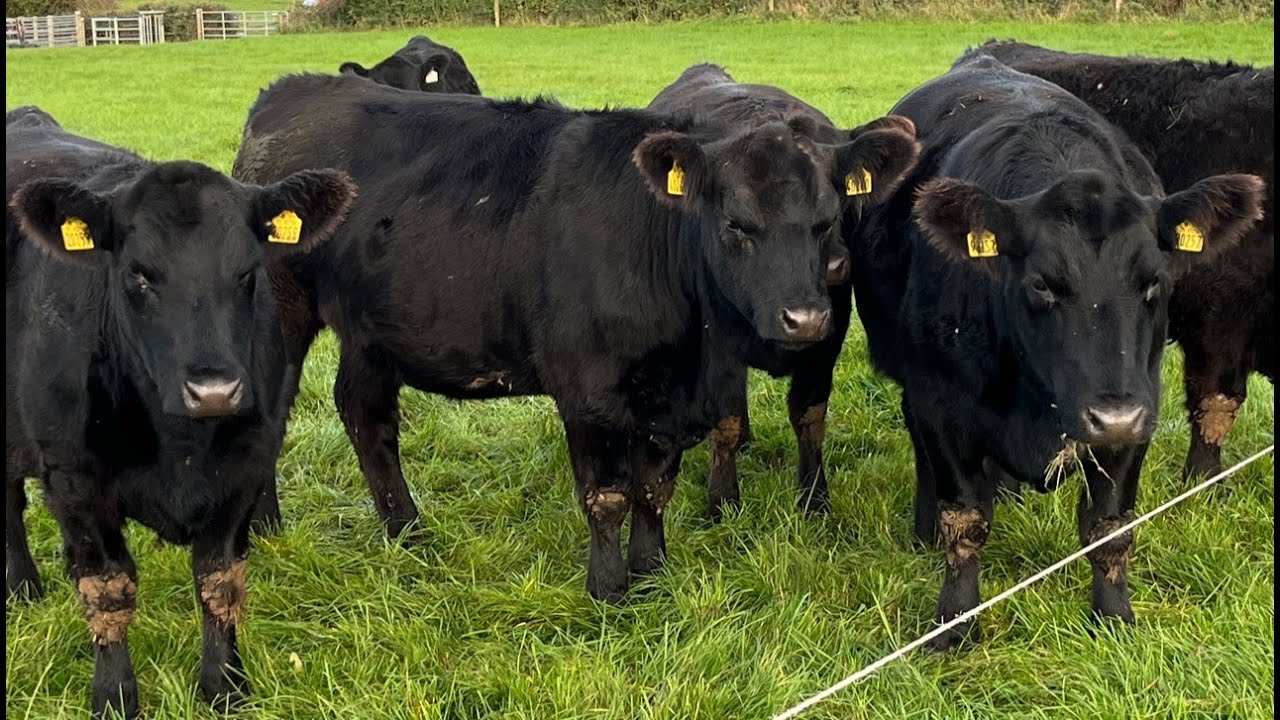 Borrisokane CC Irish Angus Competition 2024 - YouTube