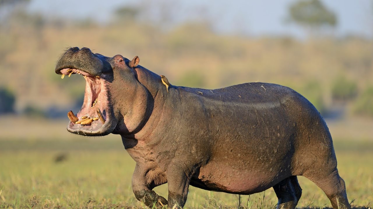 Begemot-Afrikanın ölüm maşını.Çekiliş var - YouTube