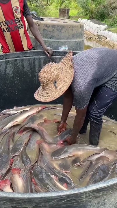 Vundu fish seeds ( heterobranchus longifillis). Look at the heterobranchus - YouTube