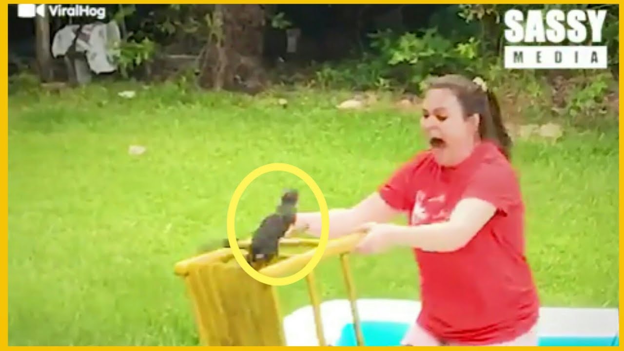 Cheeky Squirrels | SASSY MEDIA - YouTube