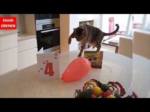 Kedilerin Balonla İmtihanı Çok Güleceksiniz (01)