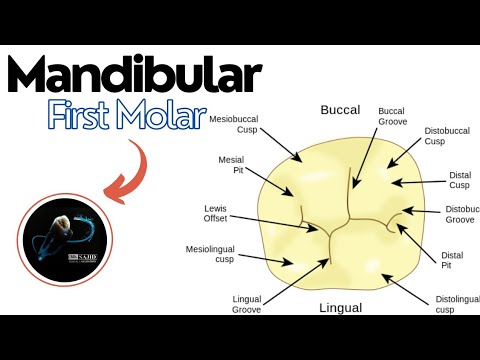 The Permanent Maxillary And Mandibular First Molar | Tooth Diagram ...