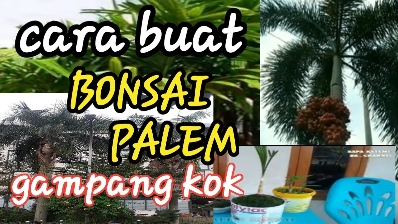 CARA MEMBUAT BONSAI PALEM DARI AWAL || how to make a palm bonsai from ...