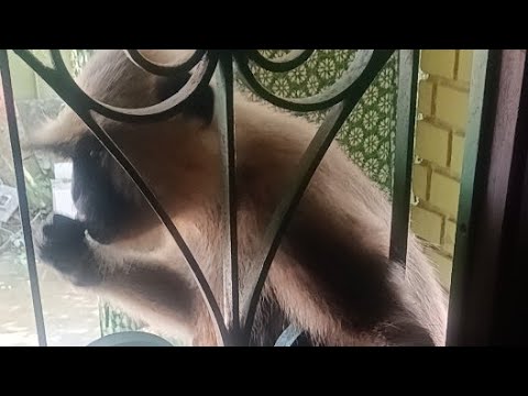 Monkey in windows - YouTube
