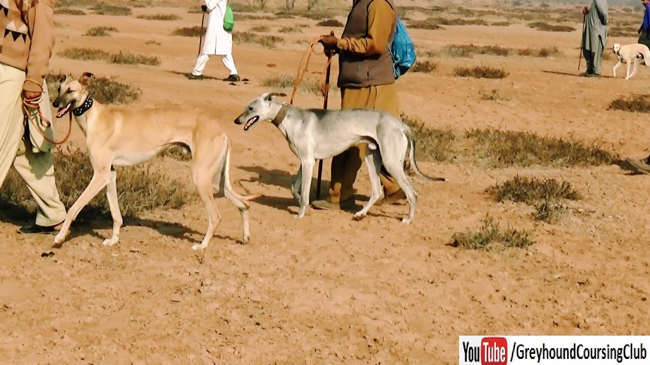 Working breeds dogs | tazi dog | hunting dogs in Pakistan - YouTube