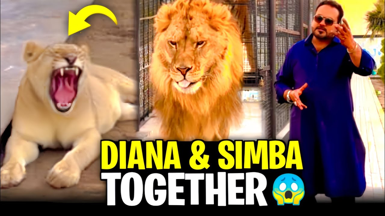 Simba aur diana ko ikatha kar dia diana aggressive 😱 - YouTube