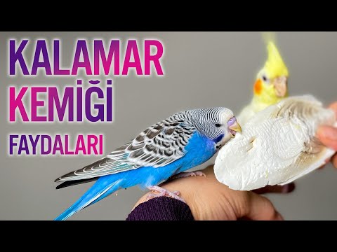 Kalamar, Mürekkep Balığı Kemiği nedir?  Ne işe yarar Muhabbet Kuşları için Faydaları Nelerdir
