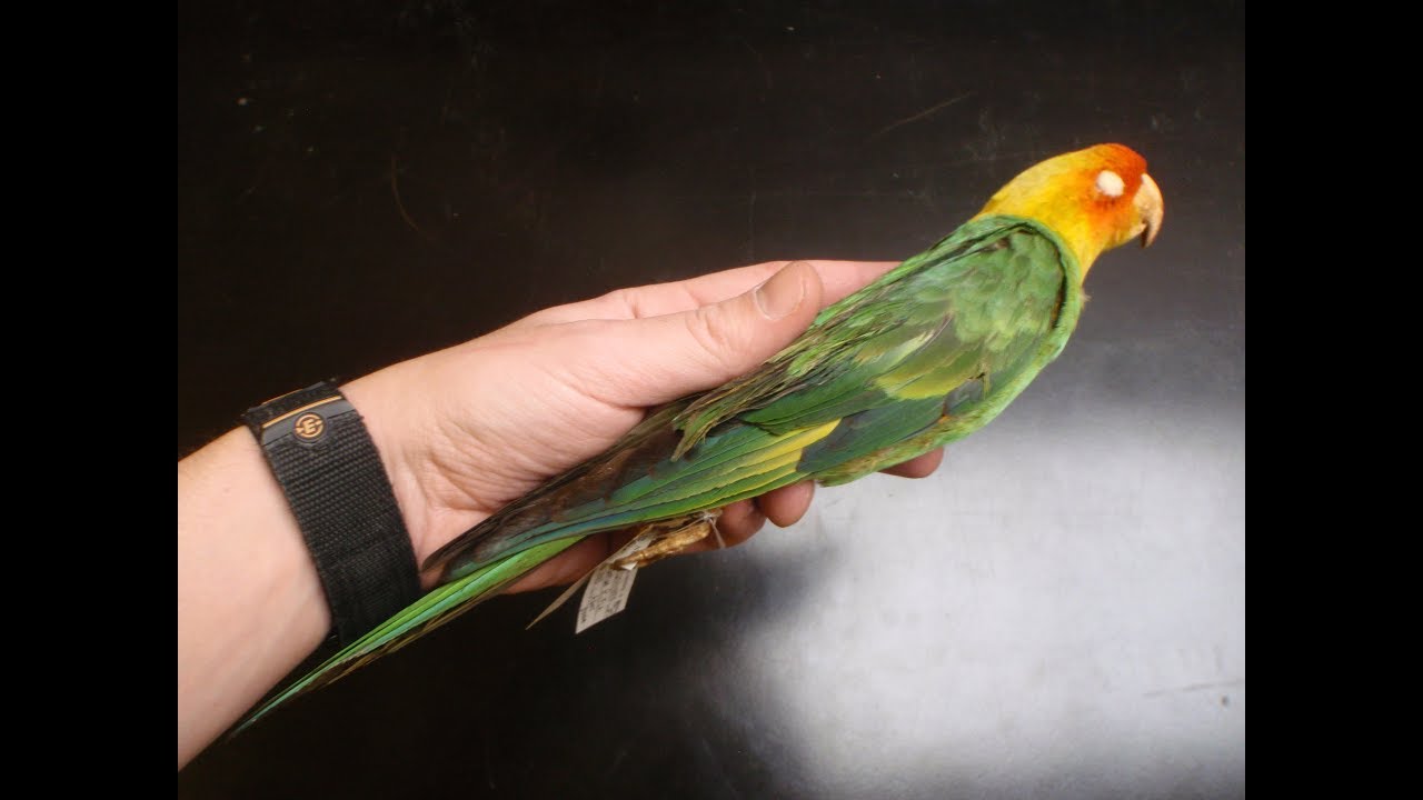 America's lost snow parrot: the Carolina Parakeet - YouTube