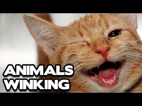 Funny Animals Winking Compilation! (BEST FUNNY ANIMAL COMPILATION ...