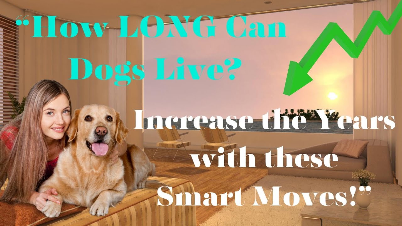 How LONG Can Dogs Live Increase the Years with these Smart Moves! - YouTube