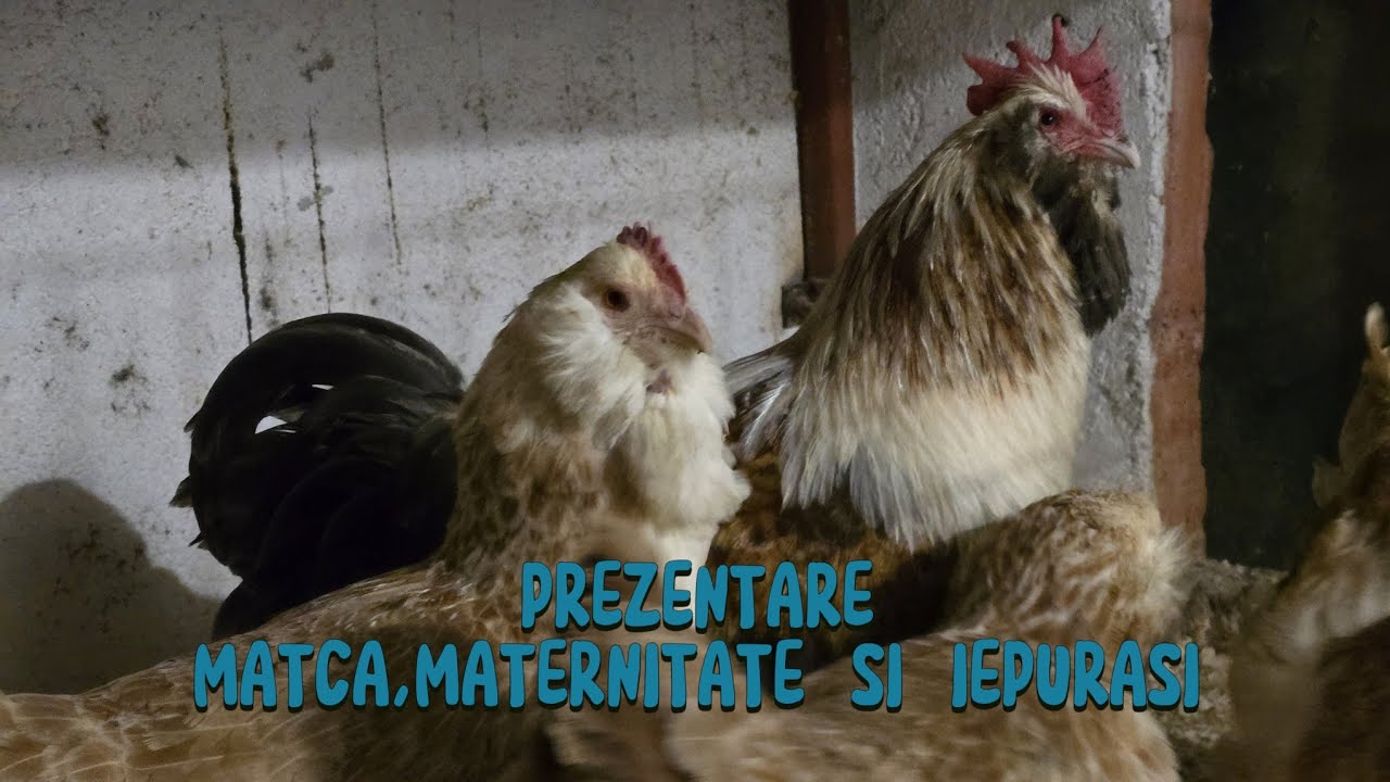 Viața la Țară - episodul 74 - Prezentare matca , incubatoare și ...