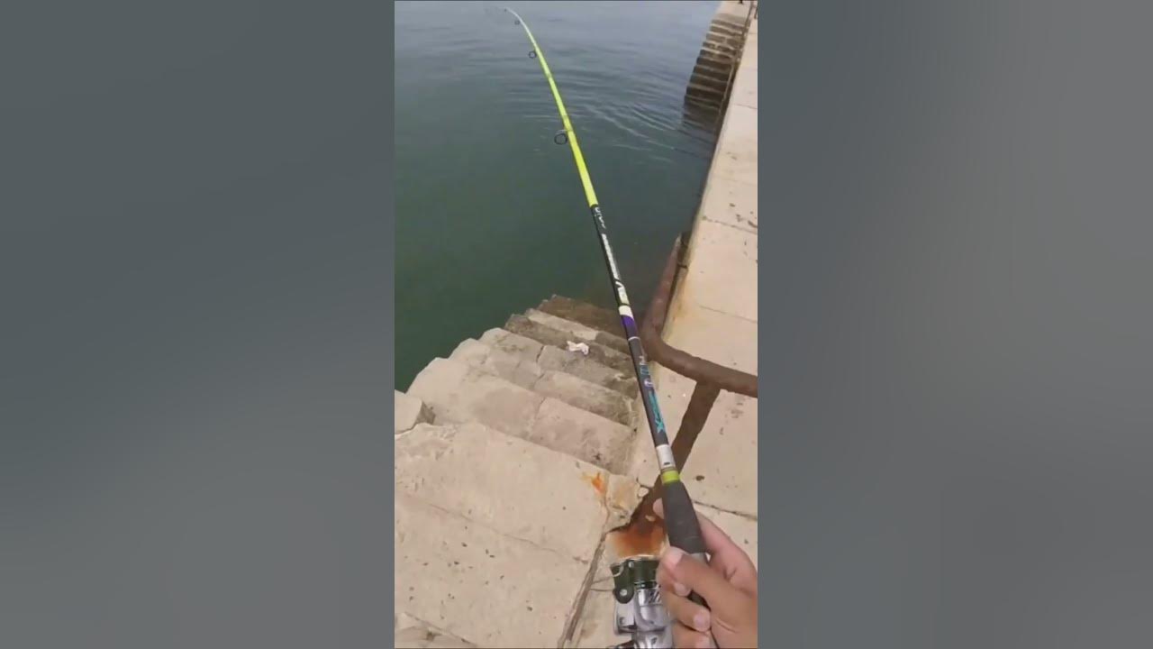 #choco #eging #lula #squid #rockfishing - YouTube