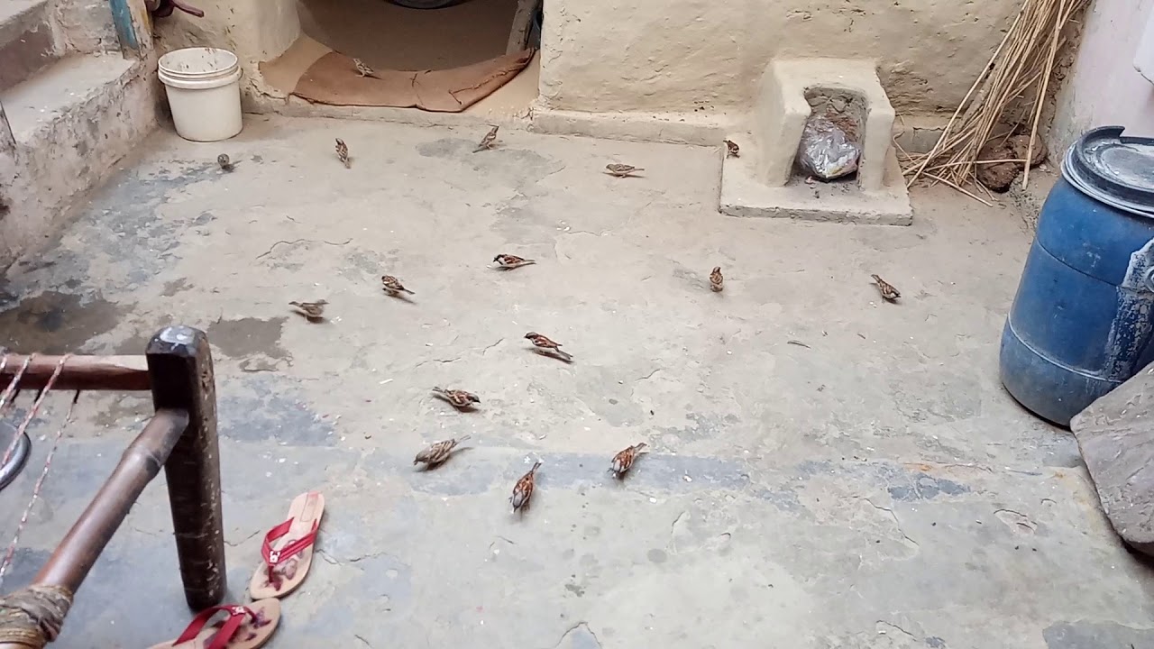 Goreya bird - YouTube