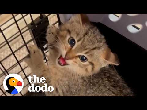 Spicy Kitten Gets A “Socialization Bootcamp” | The Dodo