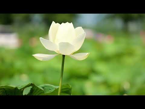 DEEP RELAX VIDEOS mp4