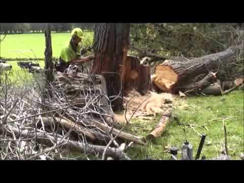 Felling Awkward Tree - Part 2 of 2 - YouTube