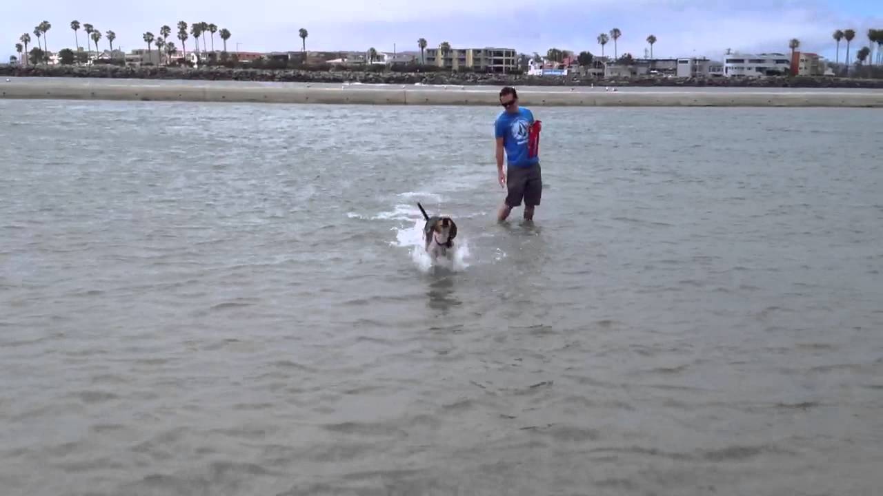 Zeus hops in the Ocean - YouTube
