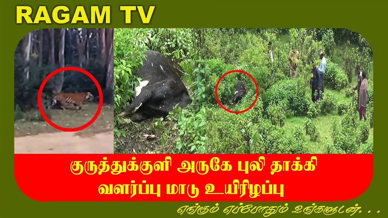 குருத்துக்குளி அருகே மாட்டை தாக்கிய புலி | RAGAM NEWS - YouTube