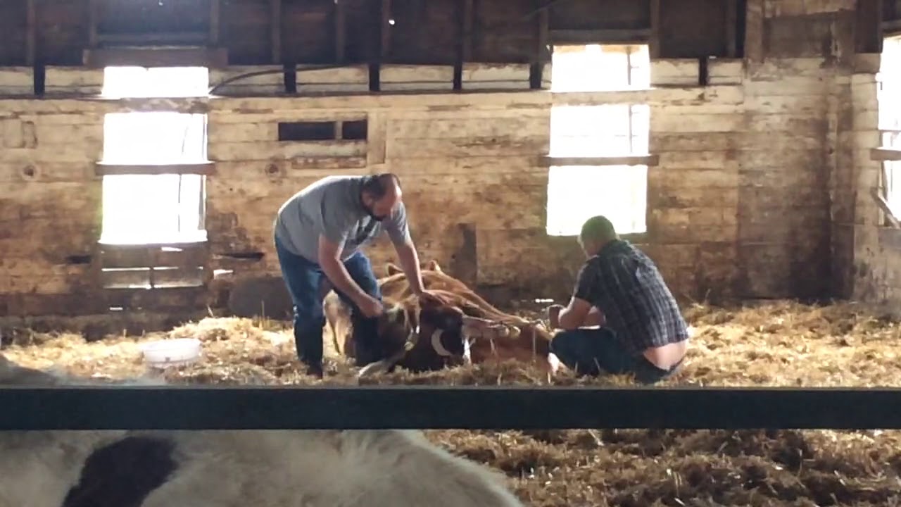 Cow Birthing - New Life! - YouTube
