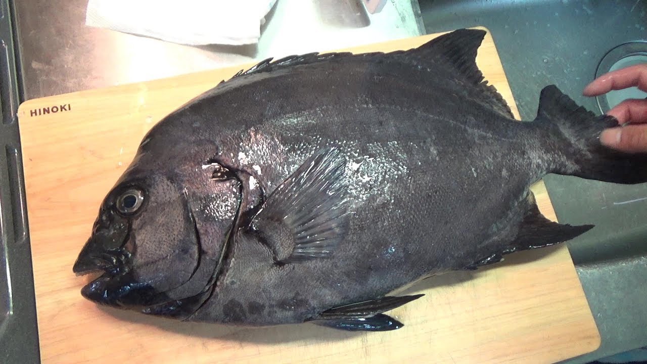 円盤のような石鯛を食べてみた striped beakfish - YouTube