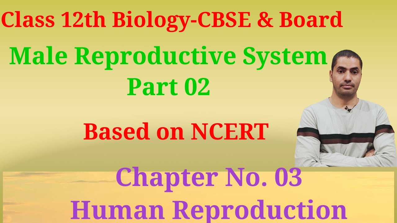 Male Reproductive System|Part 02|Class 12th Biology|NCERT - YouTube