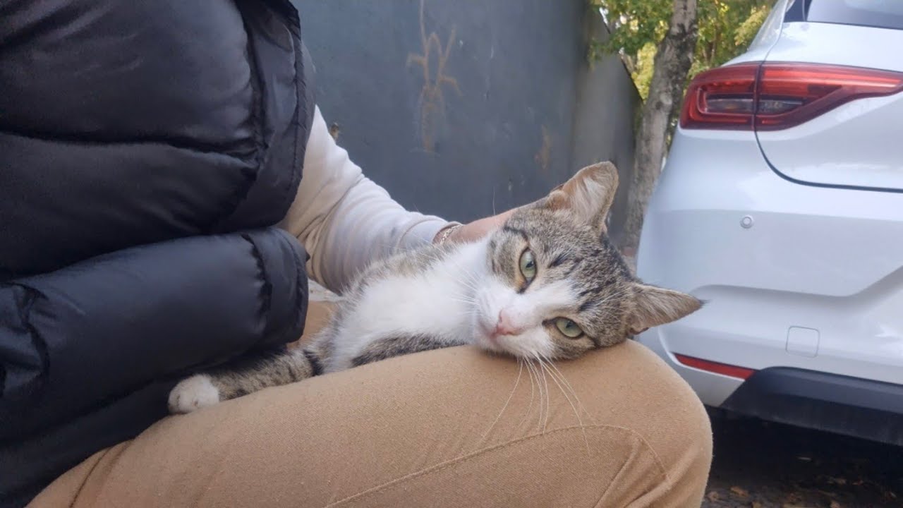 Cute homeless cat doesn't want me to leave him and go. - YouTube