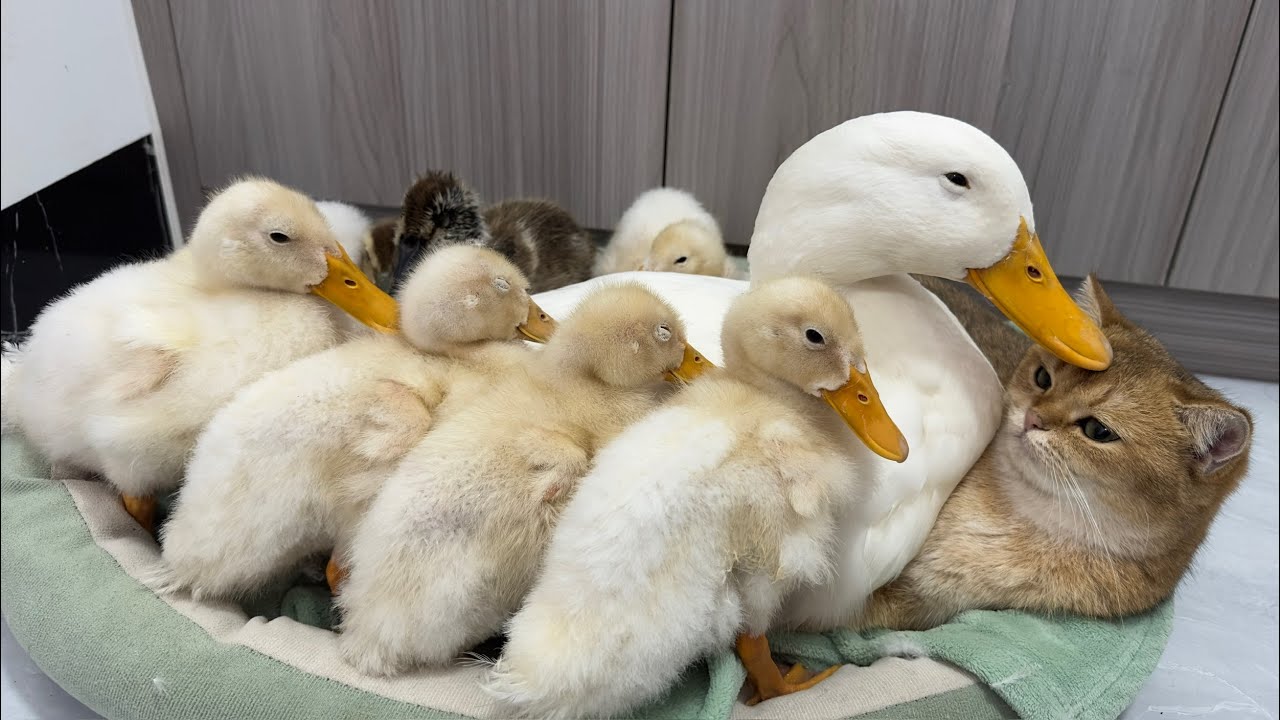 Cute and funny,This is rare in the world! Mother duck leads the ...