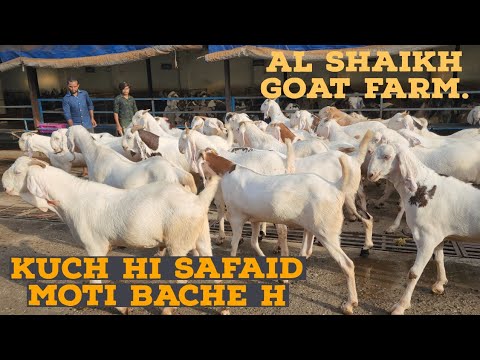 AL SHAIKH GOAT FARM K BACHE HUWE SAFED MOTI LOT LO WARNA 1 SAAL BAAD ...