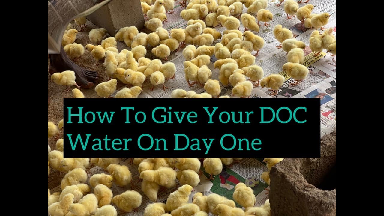 Video Two: How To Give Broilers Water On Arrival: Step by Step Guide ...