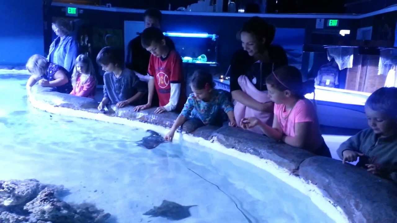 Shark Eggs Up Close at Portland Aquarium - YouTube