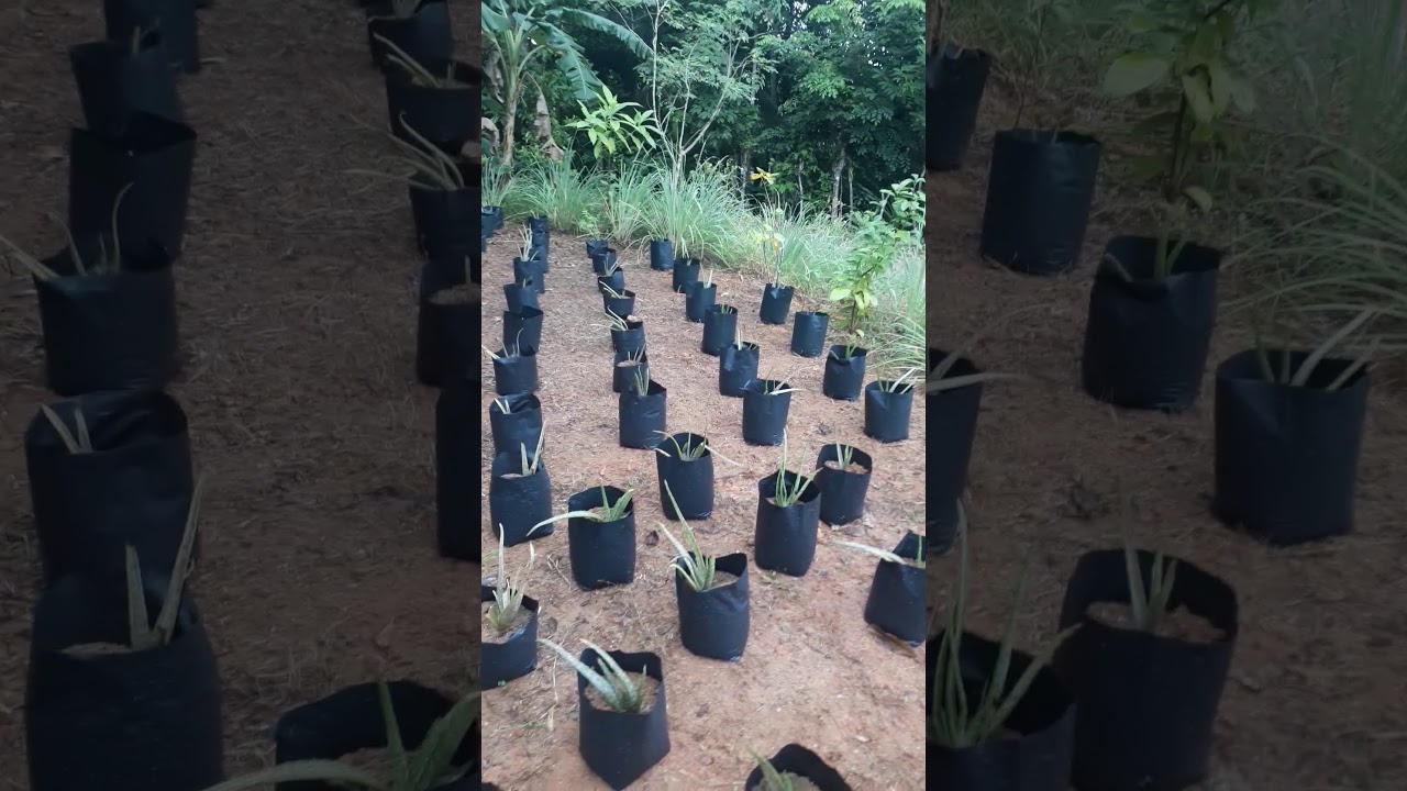 New Komarika wagawa (Alowera plant) srilanka kaluthara - YouTube