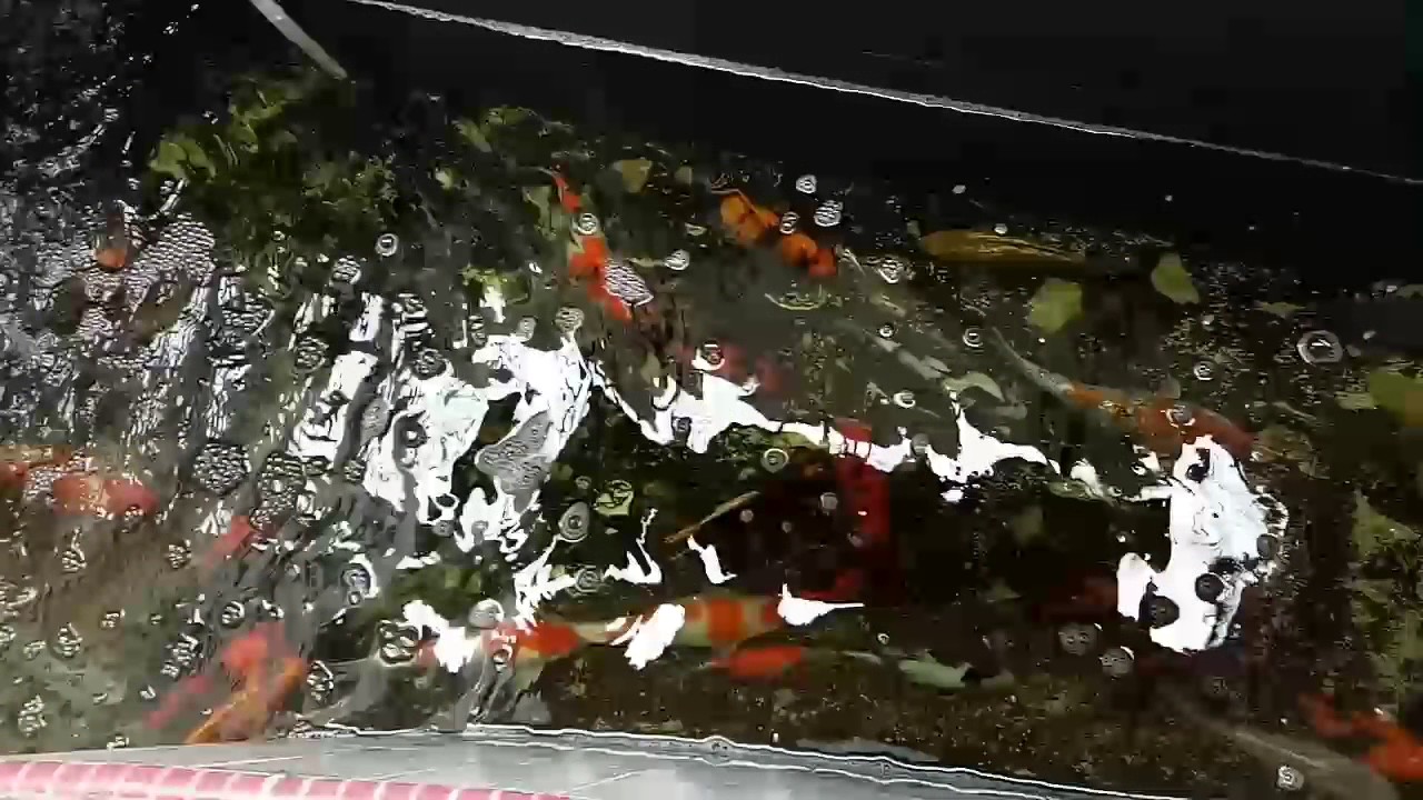 Ikan koi blitar - YouTube