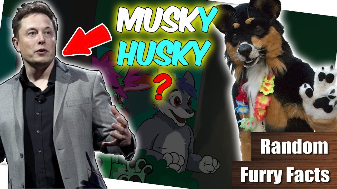 Is ELON MUSK a FURRY? | DOGBOMB | Furry APOCALYPSE | RFF #7 - YouTube